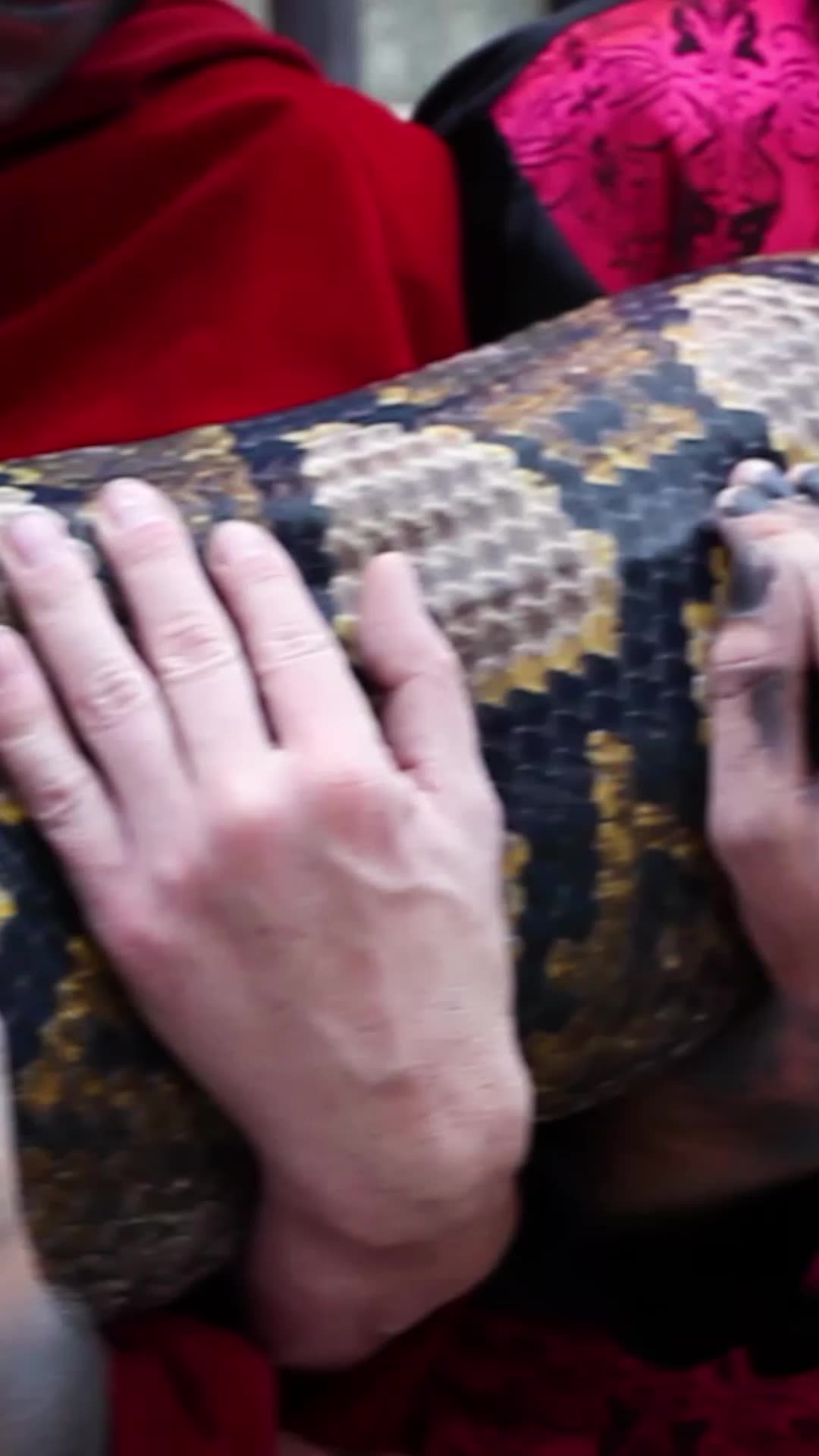 Largest Snake in Captivity ever: Medusa a reticulated python 🐍