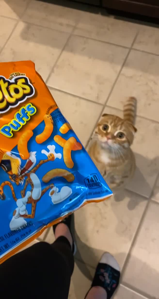 Cat Craves Cheese Puffs