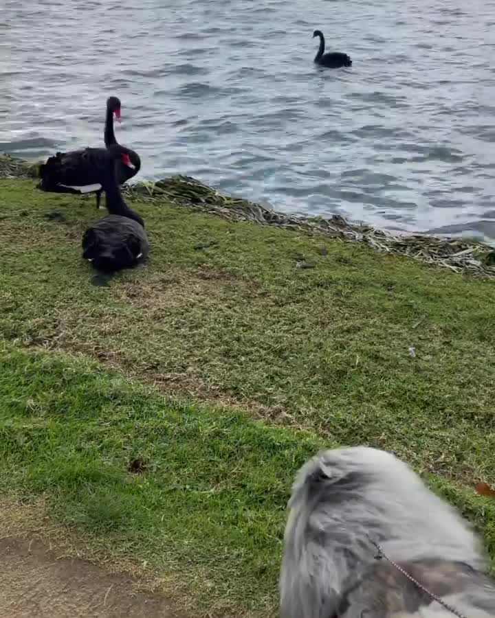 🔥Funniest Dogs will make you laugh all day long | Instagram Reels and ...