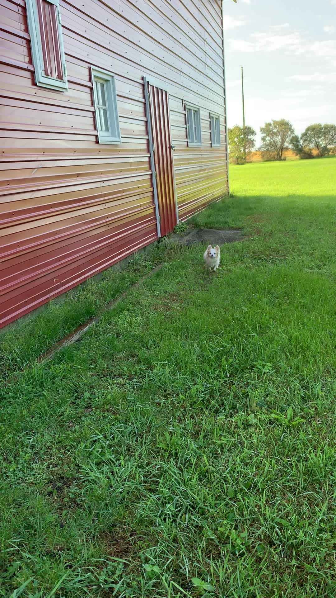 Happy Hailey on the farm