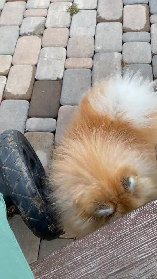 Two willy dogs very nice dog