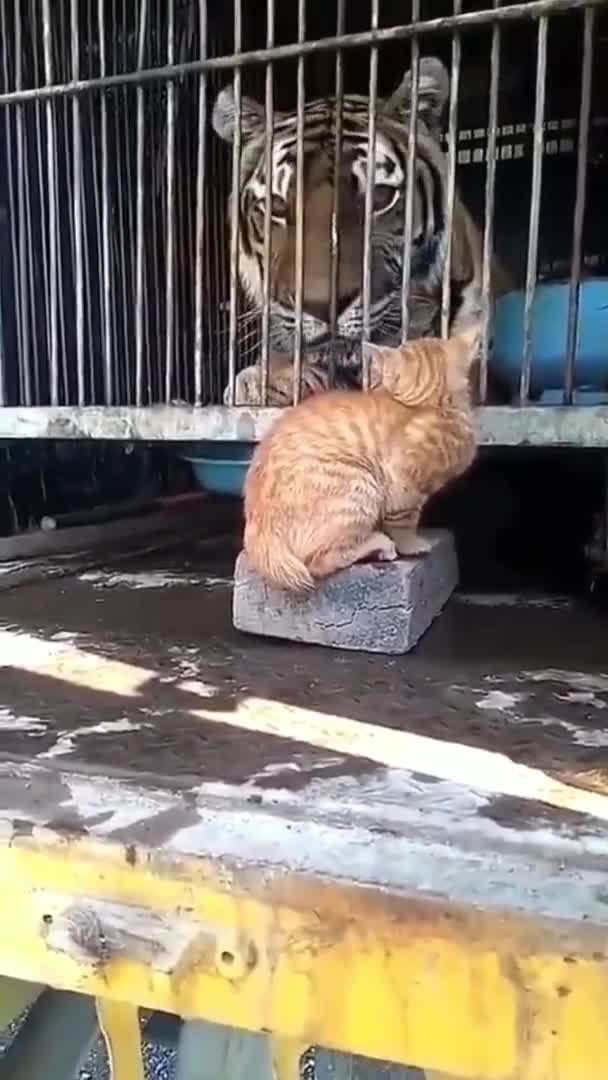 Cat vs Tiger