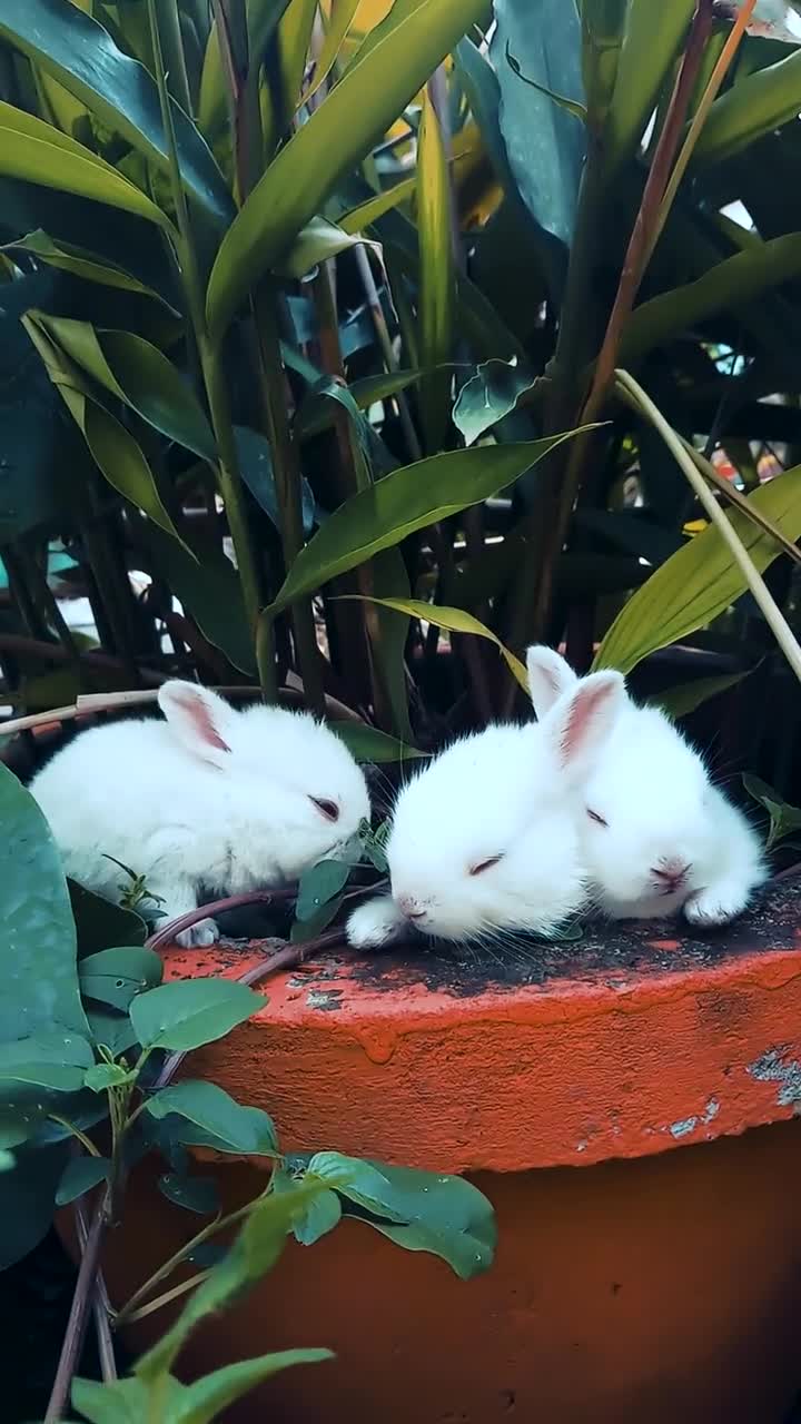 Cute rabbits