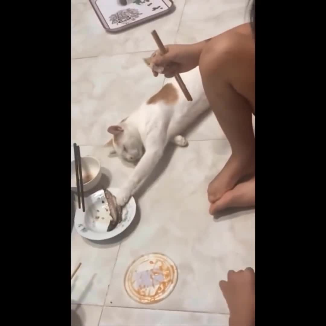 Smart sneaky cat steals fish