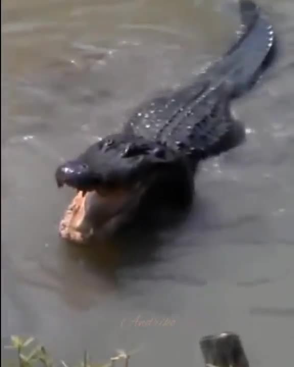This is a beautiful and charming water-dwelling species
