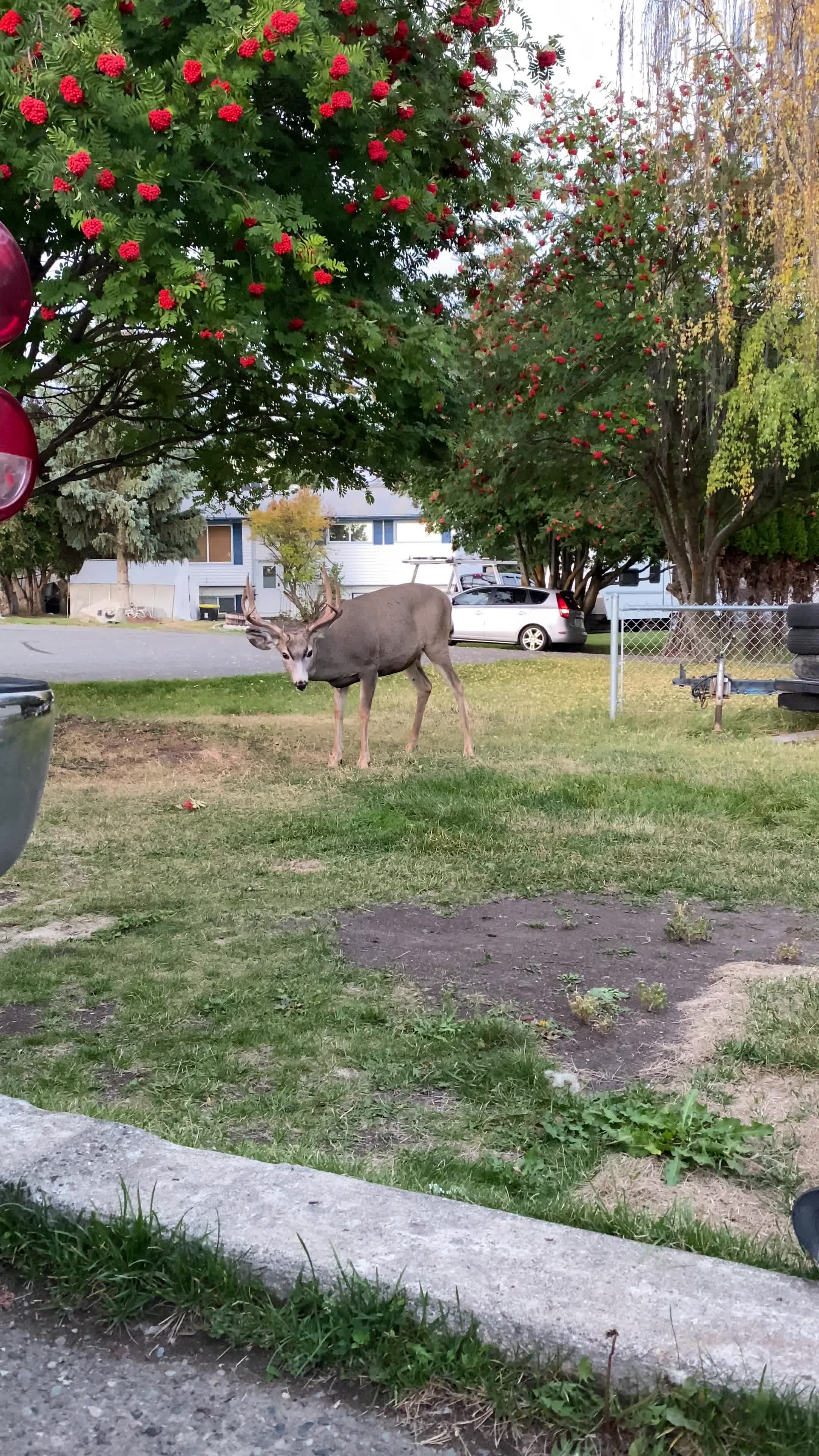 Buck Stretches to Snatch Berries From Tree