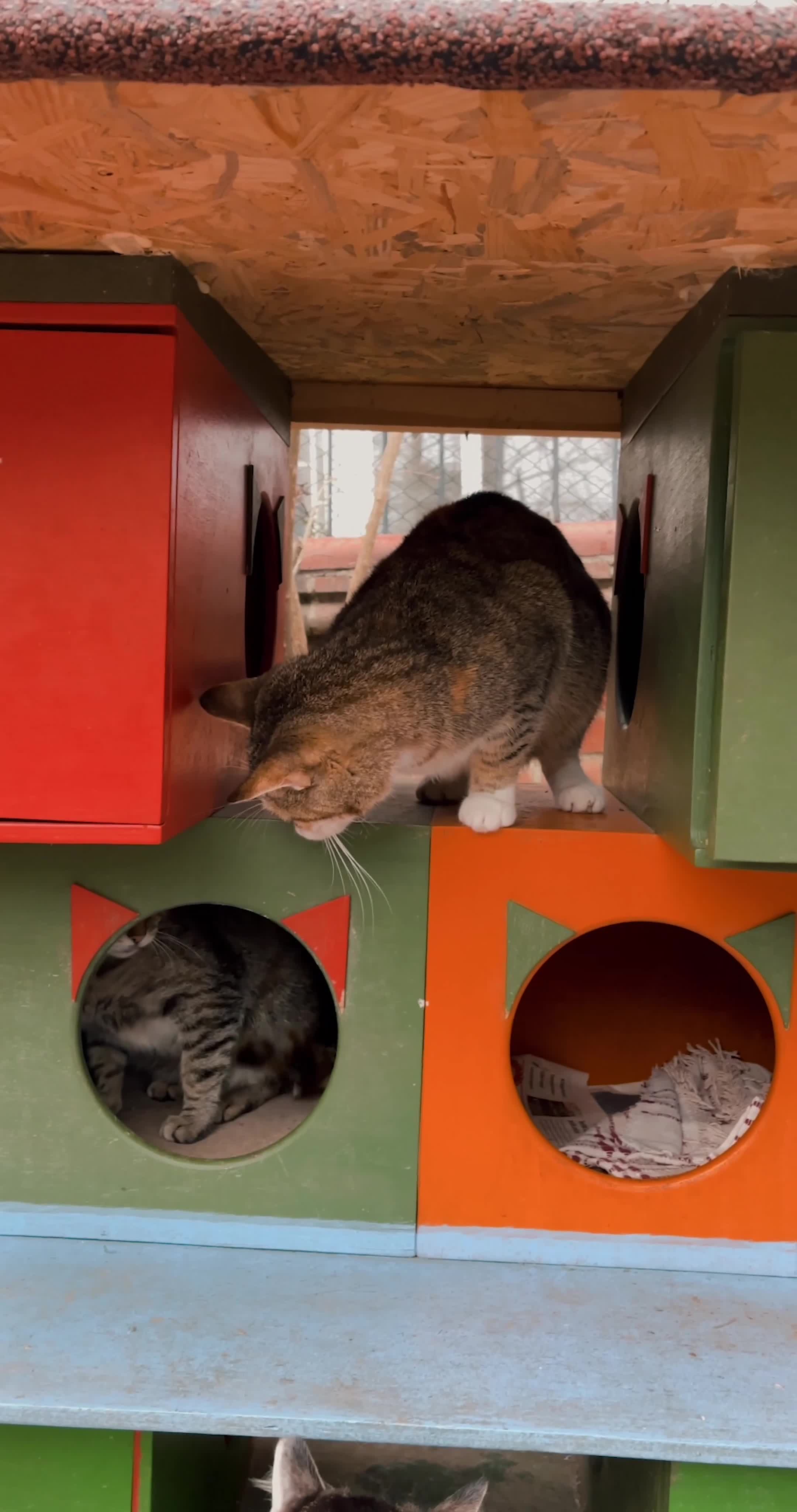 cats