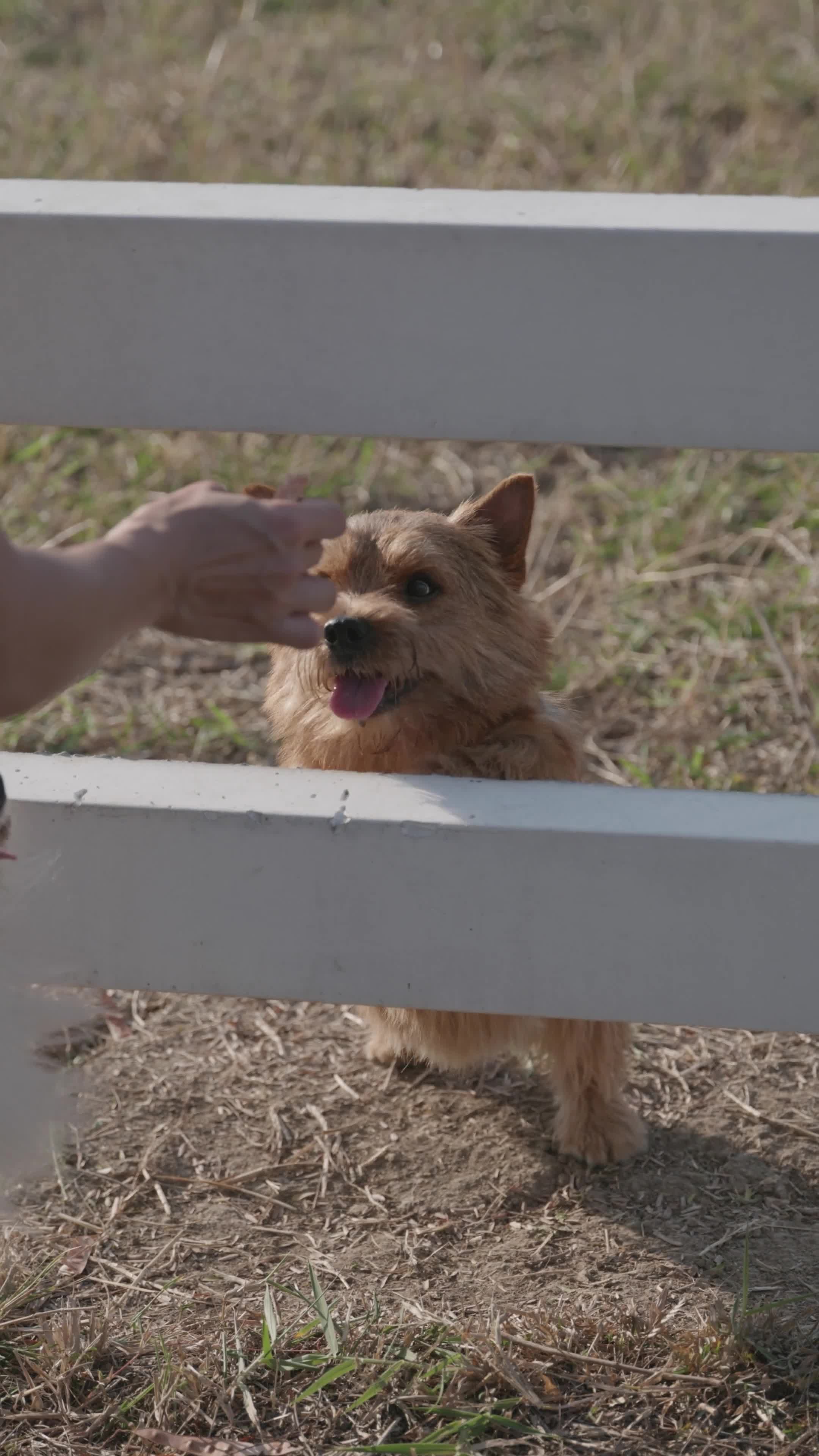 Two Furry Dogs Playing Nicely