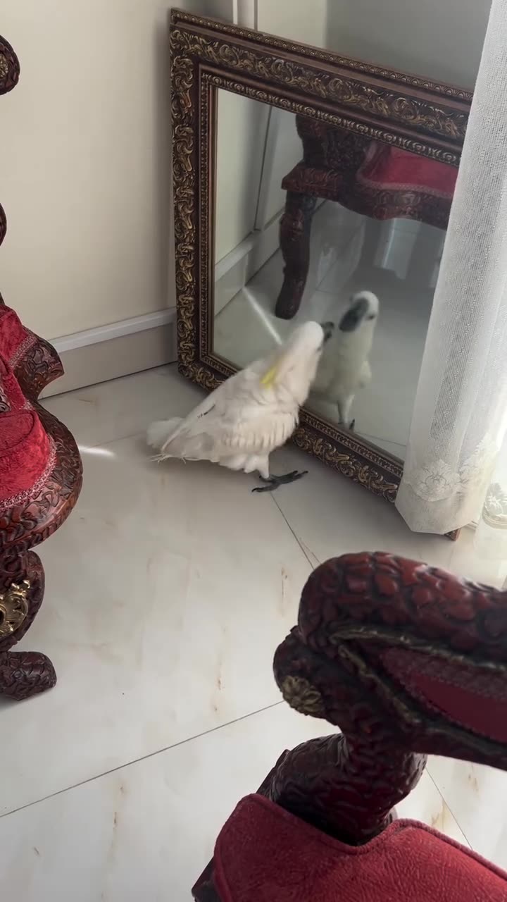 birds,bird,funnybirds,parrot,parrot talking,funny parrots tik tok,birds