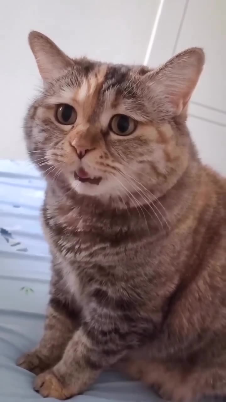 This Cat's Hilarious Reactions Will Leave You in Stitches!