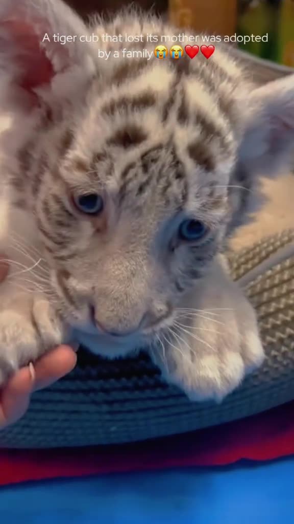 A tiger cub that lost its mother was adopted by a family