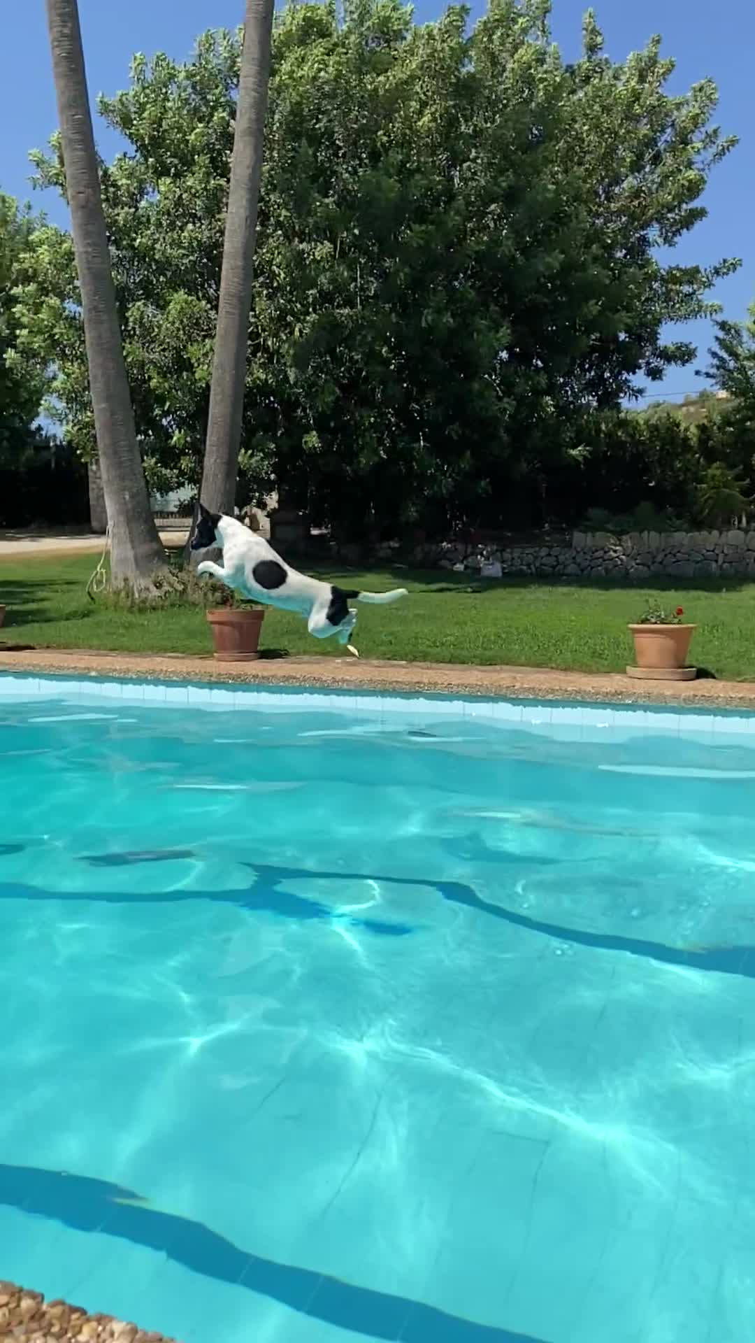 Jack Russel Pool Long Jump