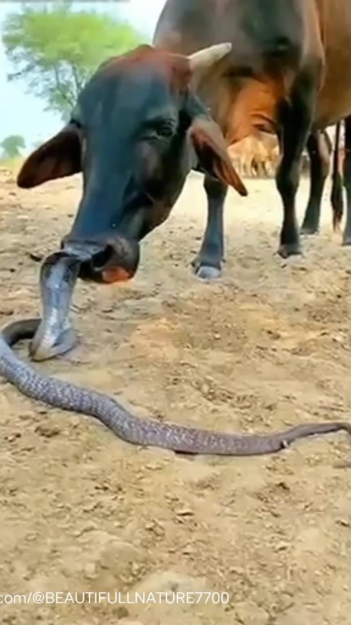 COW VS SNAKE | ANIMALS ATTACK WILDLIFE