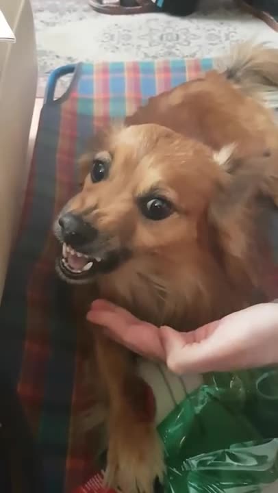 Funny angry La La dog