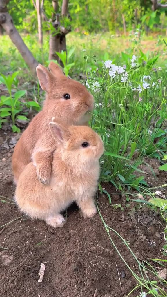 Cute Rabbit