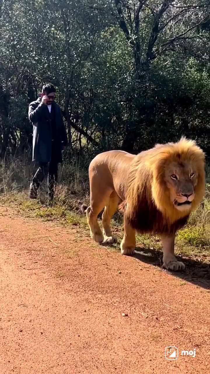 Dubai 🇦🇪 King 👑 Sheikh Nawab With White Tiger 🐯 Lion 🦁 White Tiger 🐅 # ...