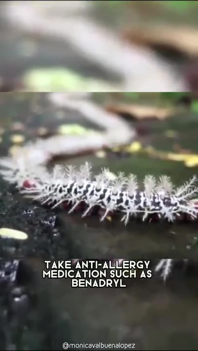Lonomia Obliqua Caterpillar _ One Of The Most Dangerous Insects In The ...
