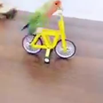 Funny Parrot Talking Videos