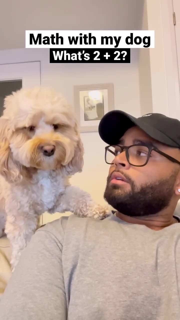 My dog ACTUALLY knows how to do math questions… 😳😂 #dogs #viral #shorts ...