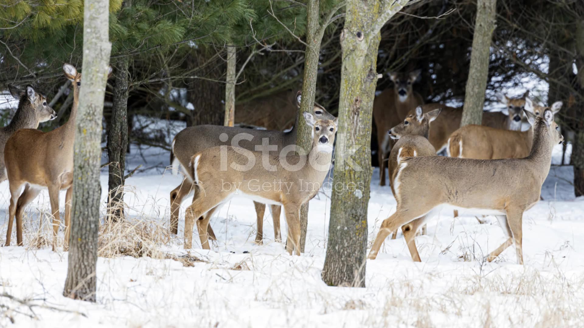Discovering the Arctic Cat: A Disney Pixar Adventure #Animation # ...