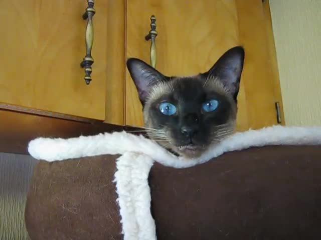 Conversation with my cat.-(480p).mp4