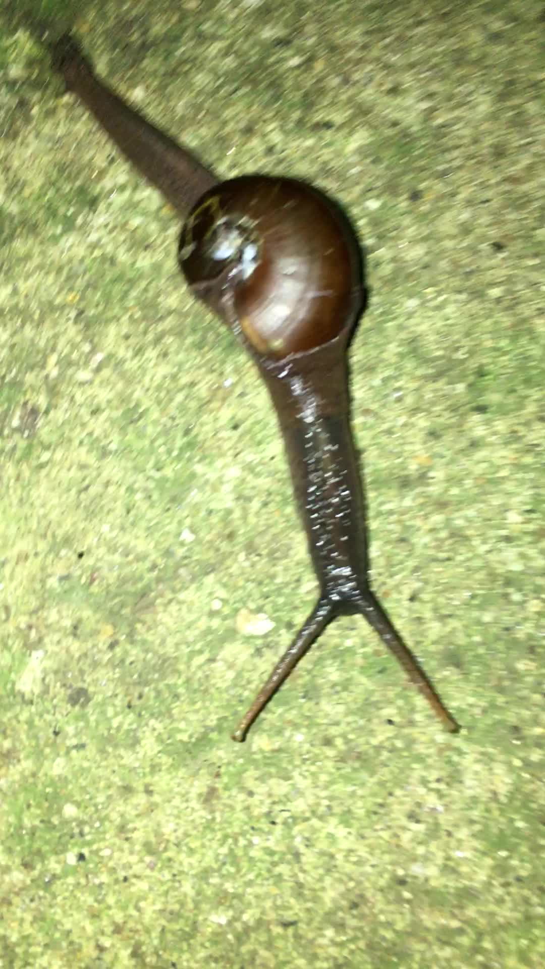 Snail | slug | Golu Bella | 🐌 | ගොලුබෙල්ලා | molcusca