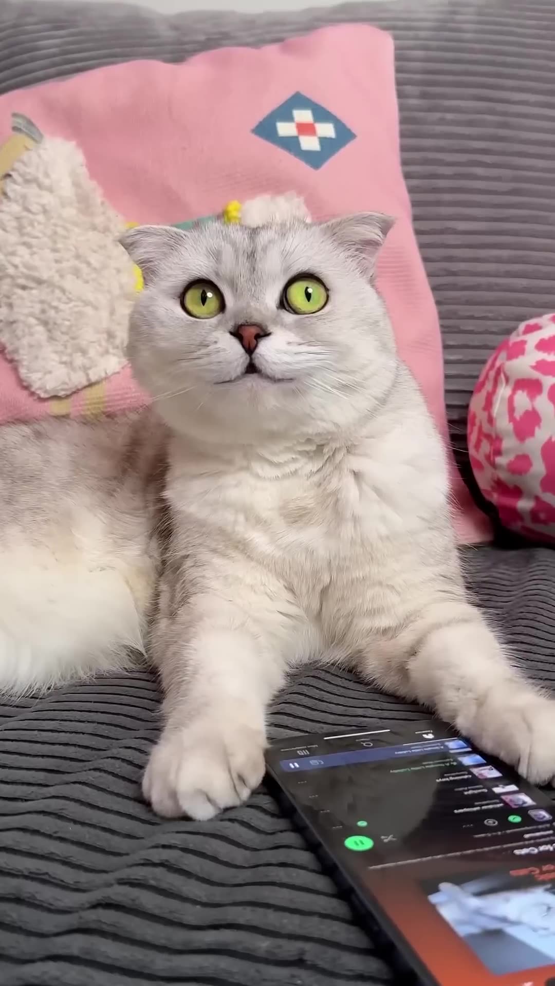 Music_for_cats_by_Sonyakisa🎵_Subscribe_to_our_pla