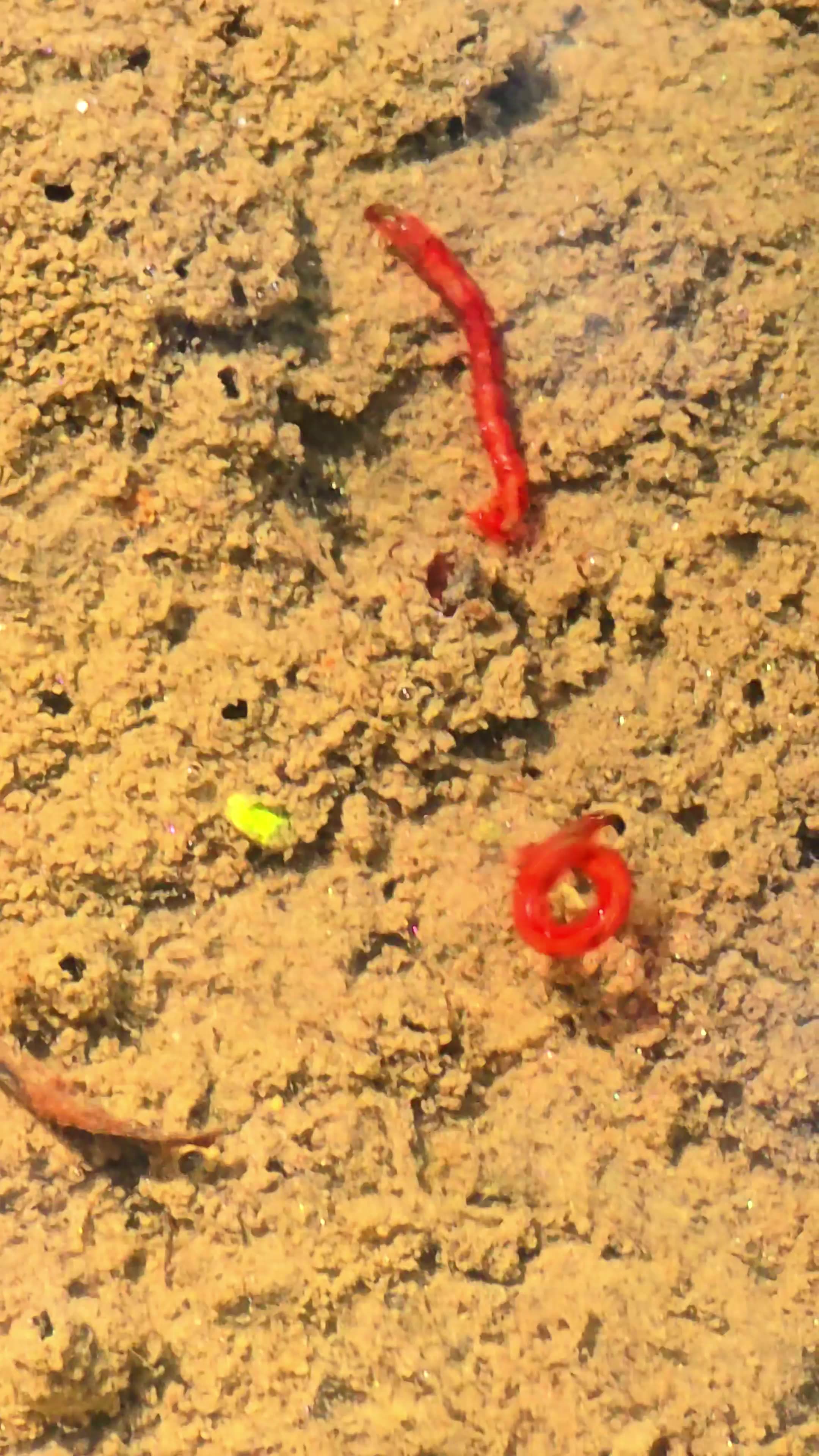 Red larvae in a puddle / Life in water / Mosquito larvae.