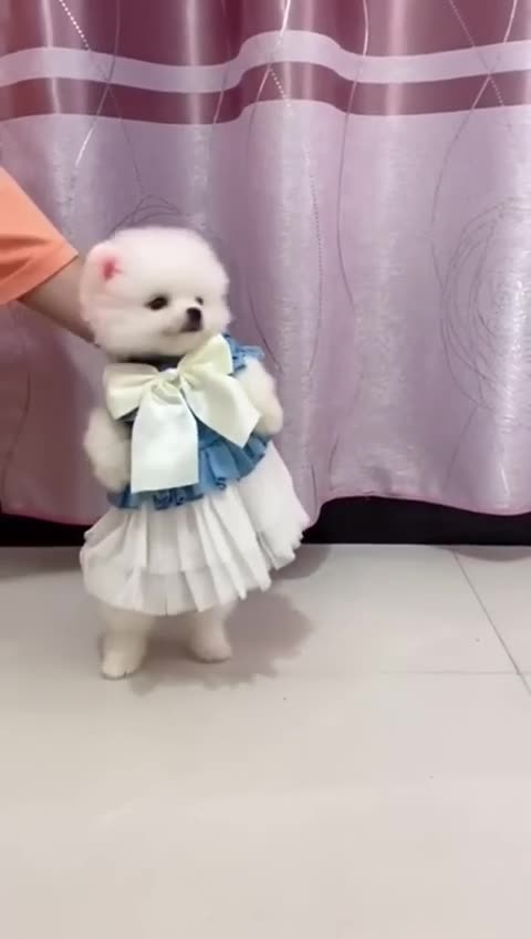 cute dog viral video - chintu dog reels - funny and cute Pomeranian - # ...