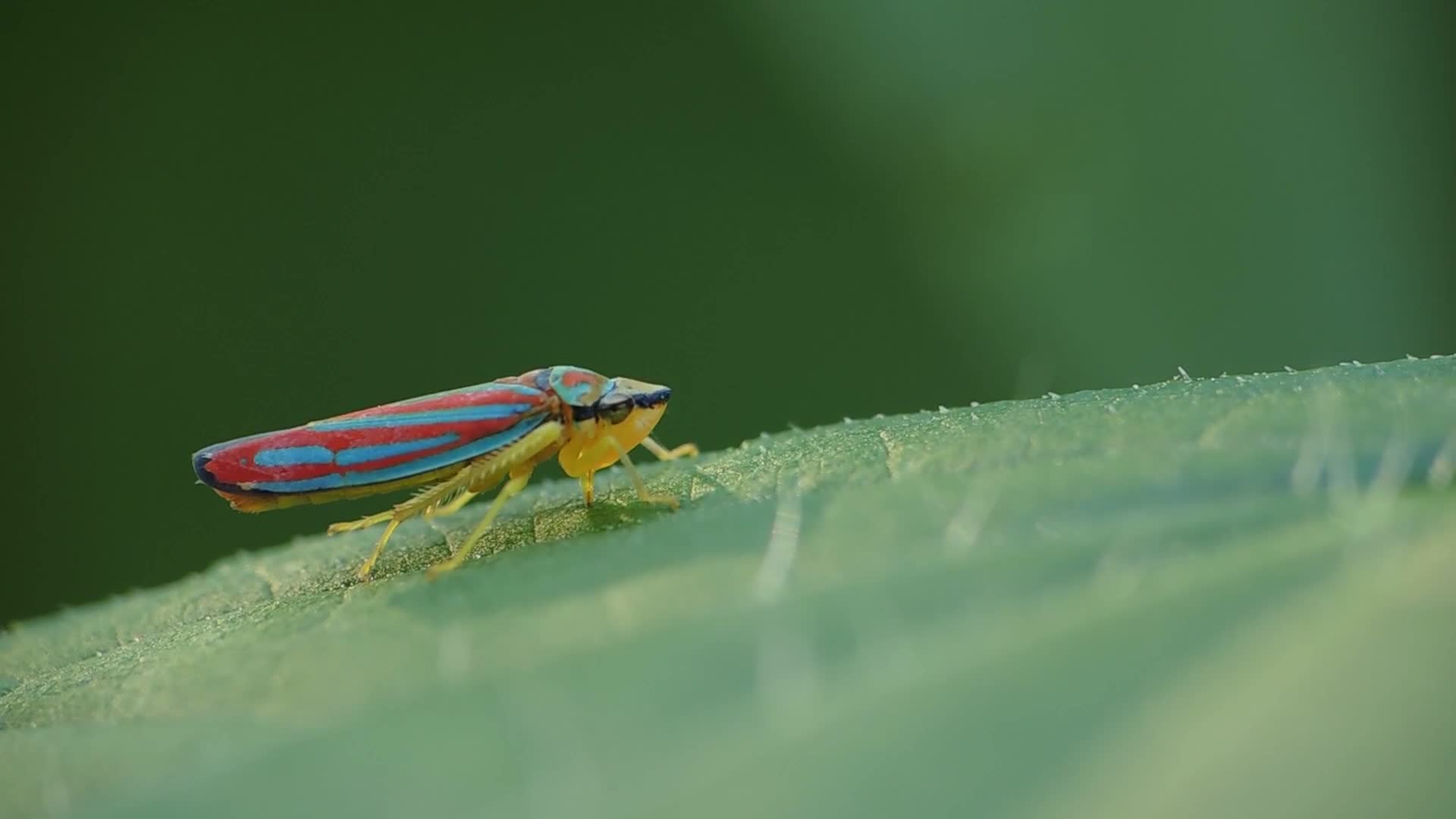 Red Banded Leafhopper