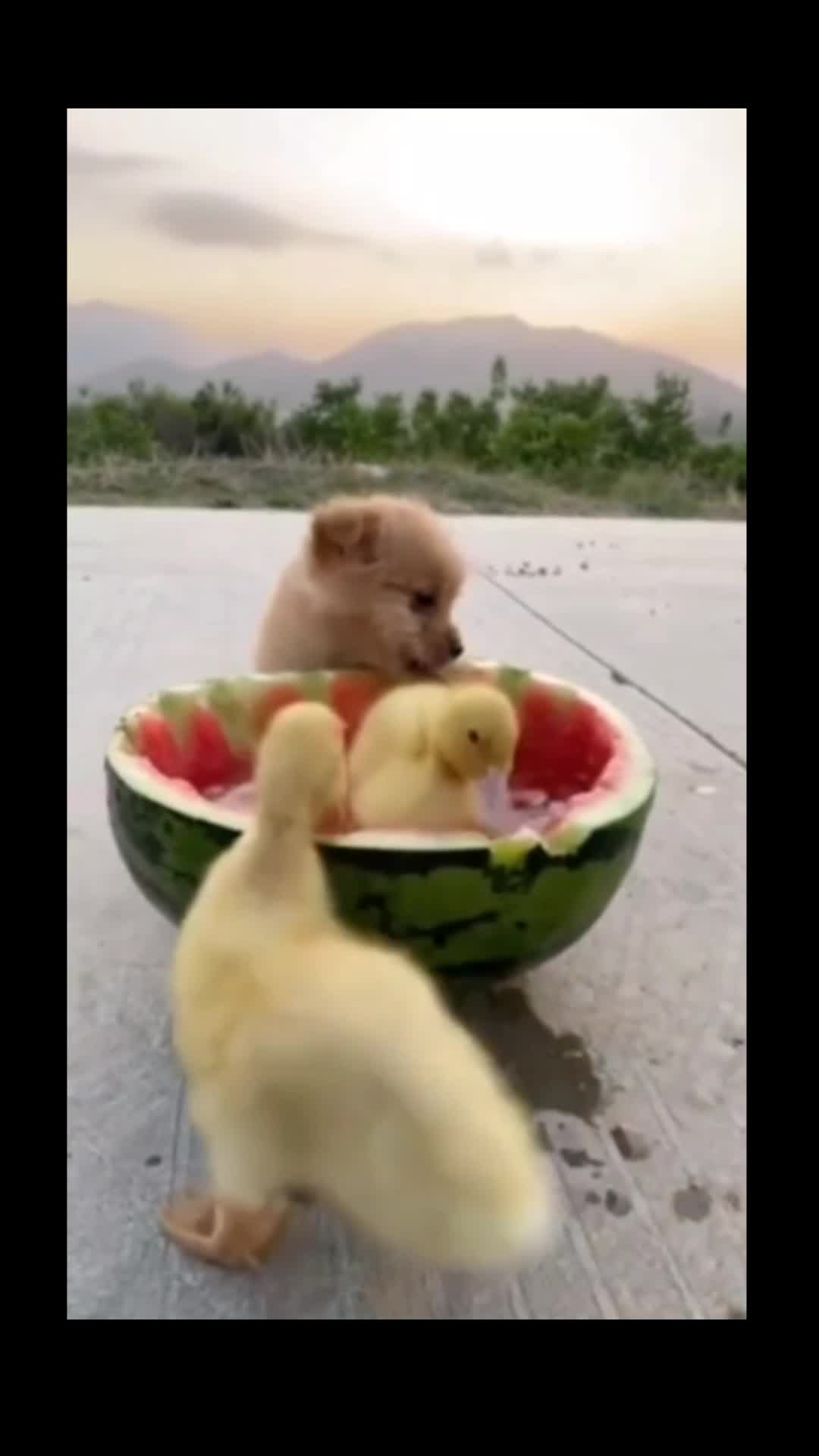 Shorts video dog l funny dog video