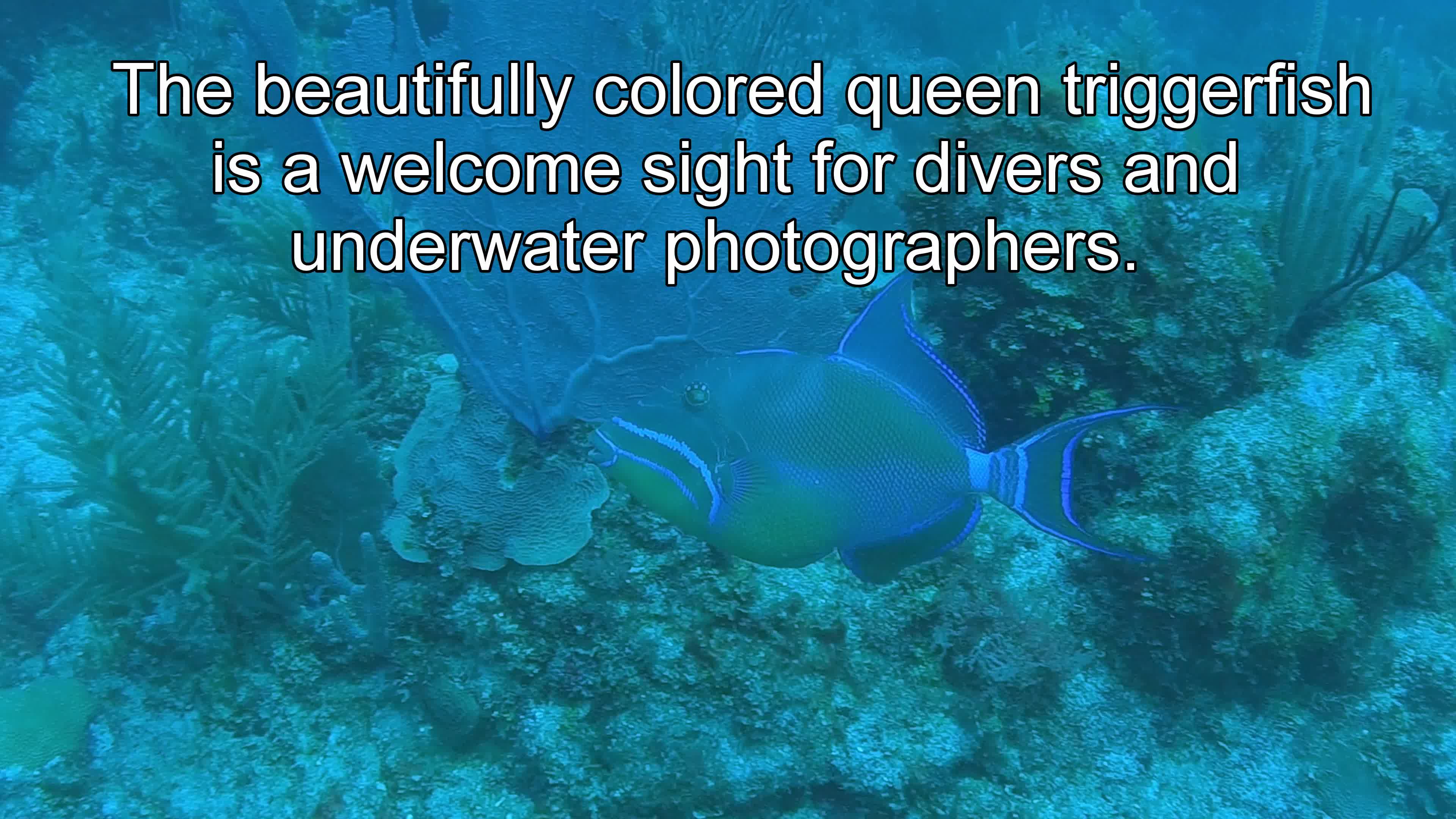 The amazingly beautiful queen triggerfish