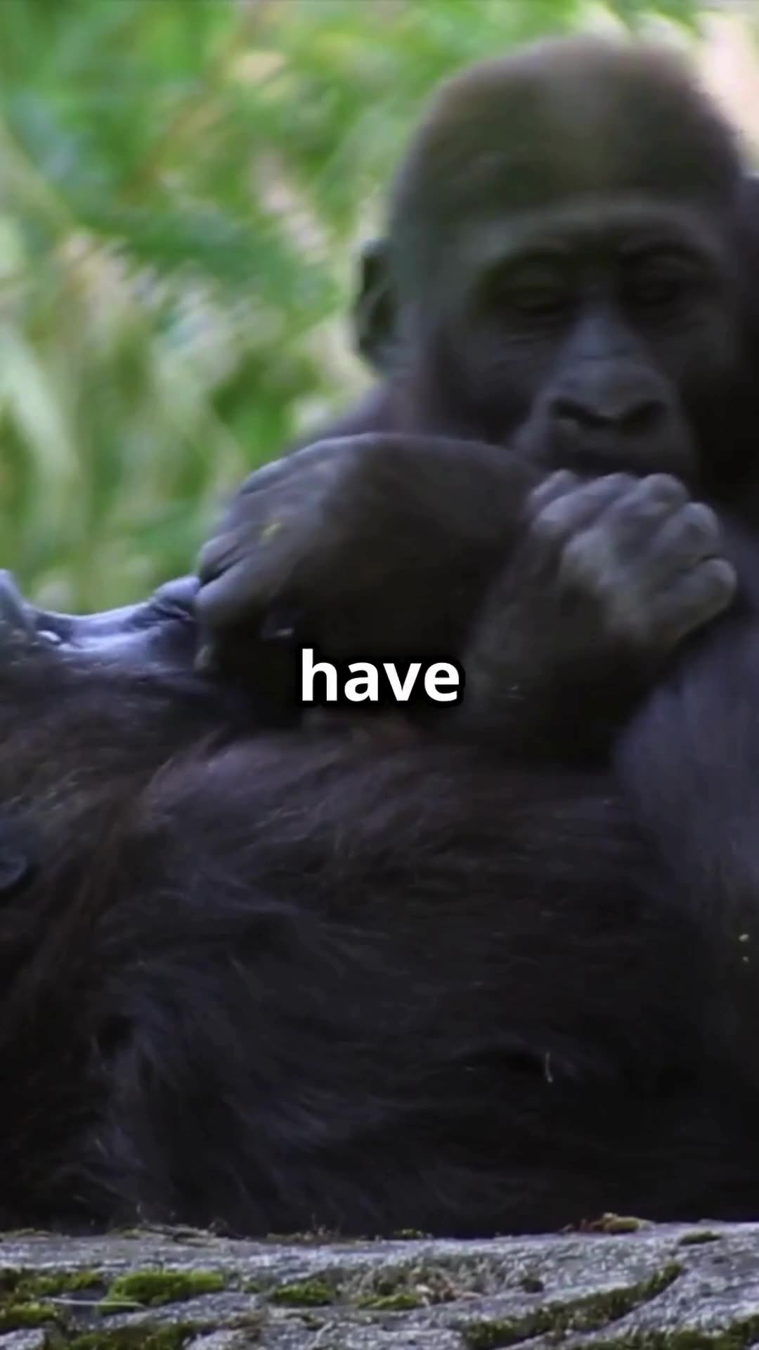 How gorillas display intelligence similar to humans