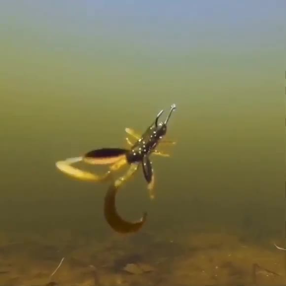This is a beautiful and charming water-dwelling species
