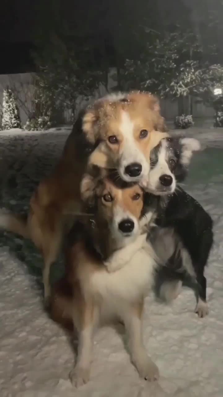 Dogs hugging each other ! Cute