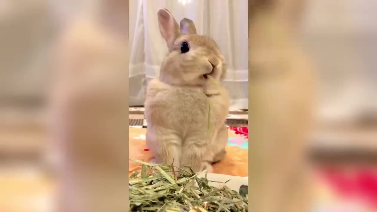 The cutest and funniest rabbits