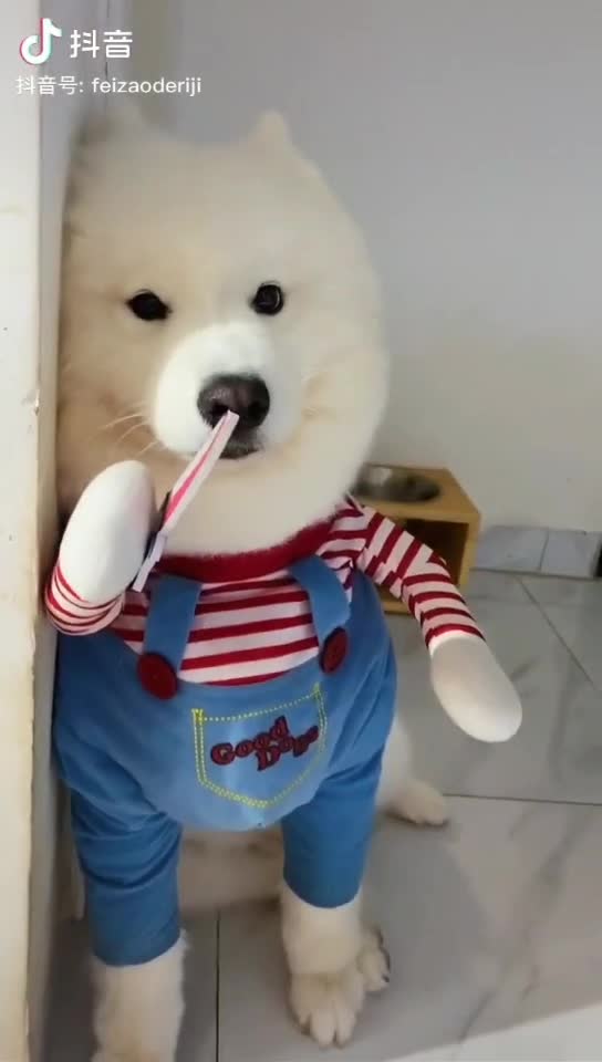 Killer dog
