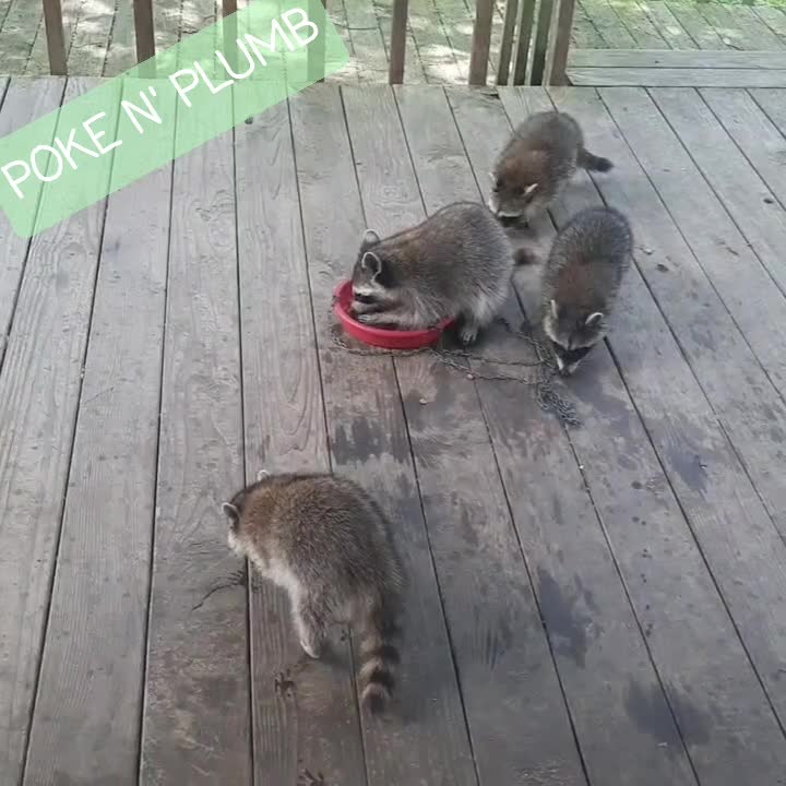 TRASH PANDA FAMILY, ENJOYING A FAMILY DINNER...