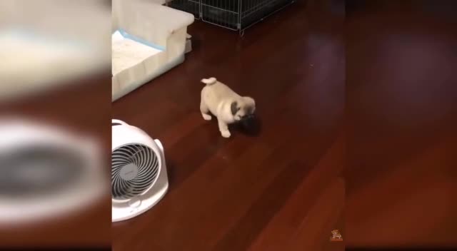 the funniest pug🤣