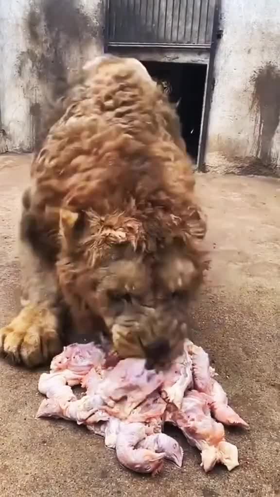 Lion eat chicken 🐔