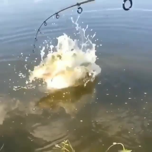This is a beautiful and charming water-dwelling species