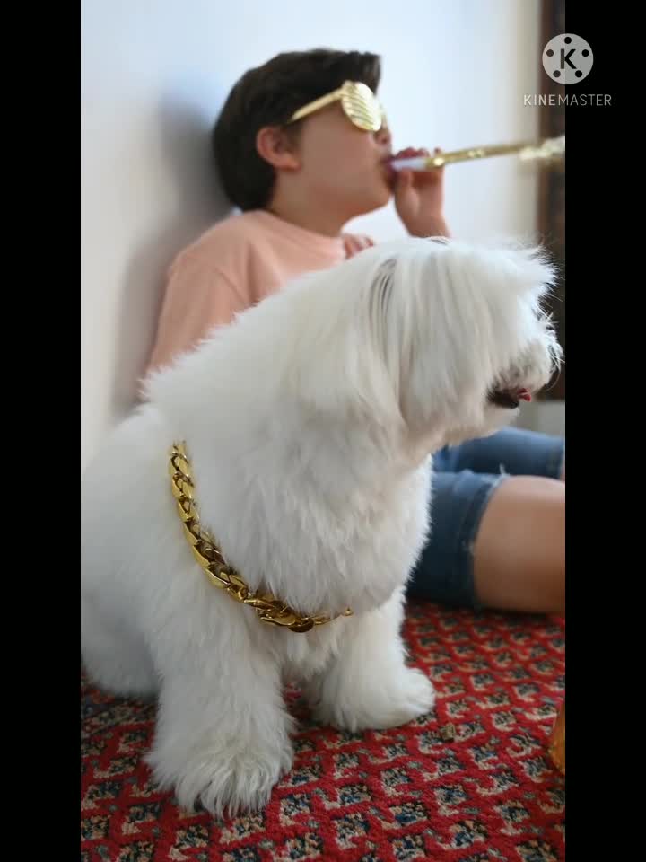 The most funny and willy dog