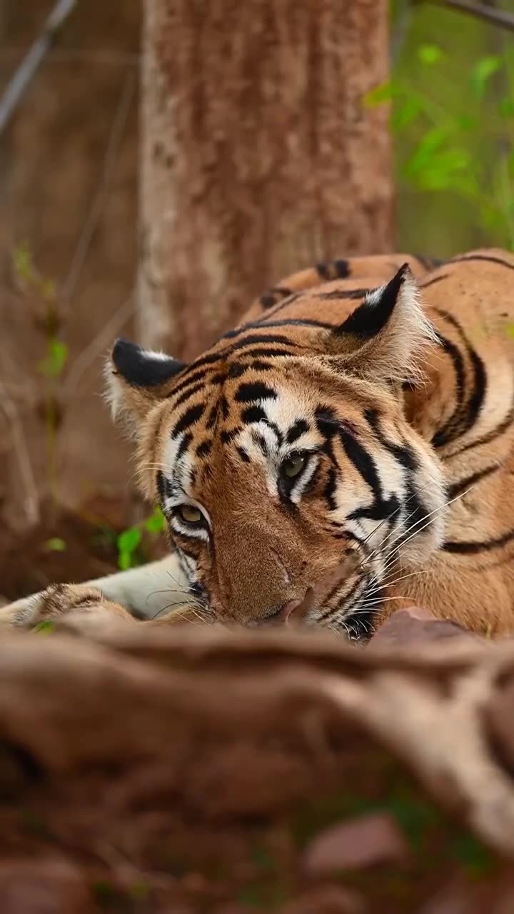 Would fastest animal tiger video viral ( so cute plus danger animals)