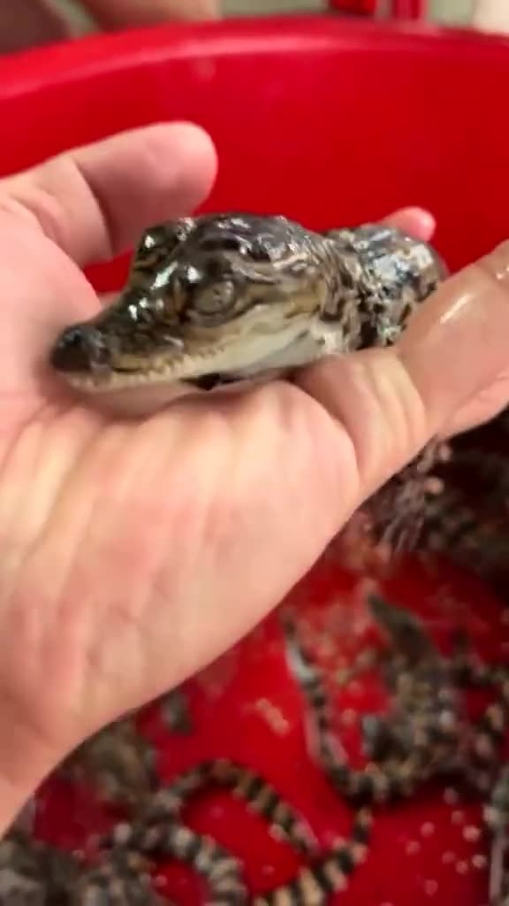 Hatching caiman lizards