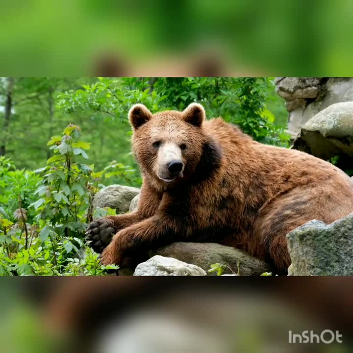 The Brown bear