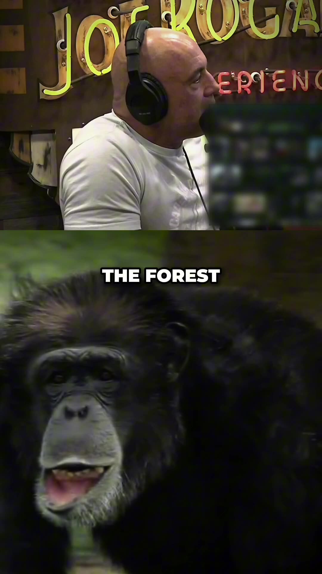 Joe Rogan On The "Lion-K*lling" Chimps