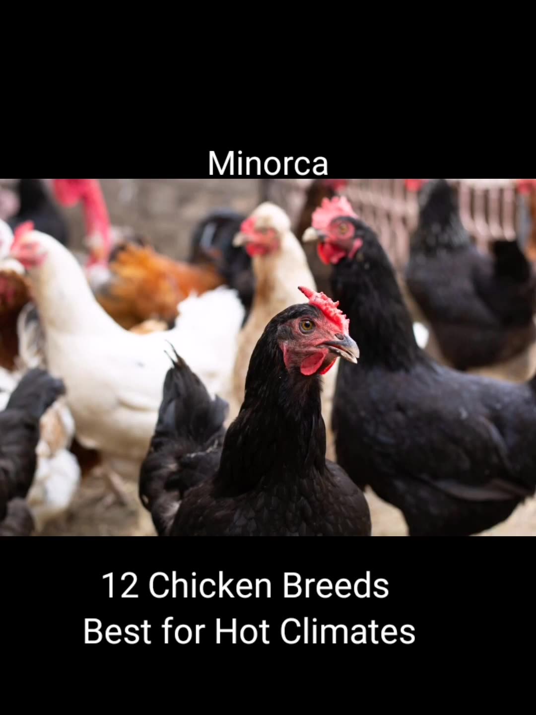 12 Chicken Breeds Best for Hot Climates