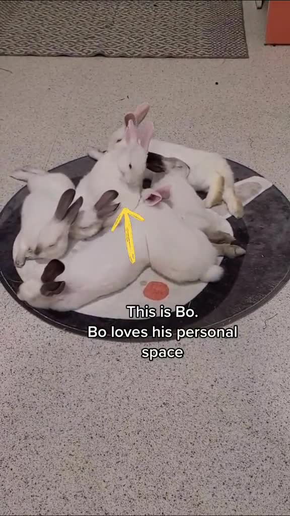 Bunny cuddle puddle #cuddlepuddle