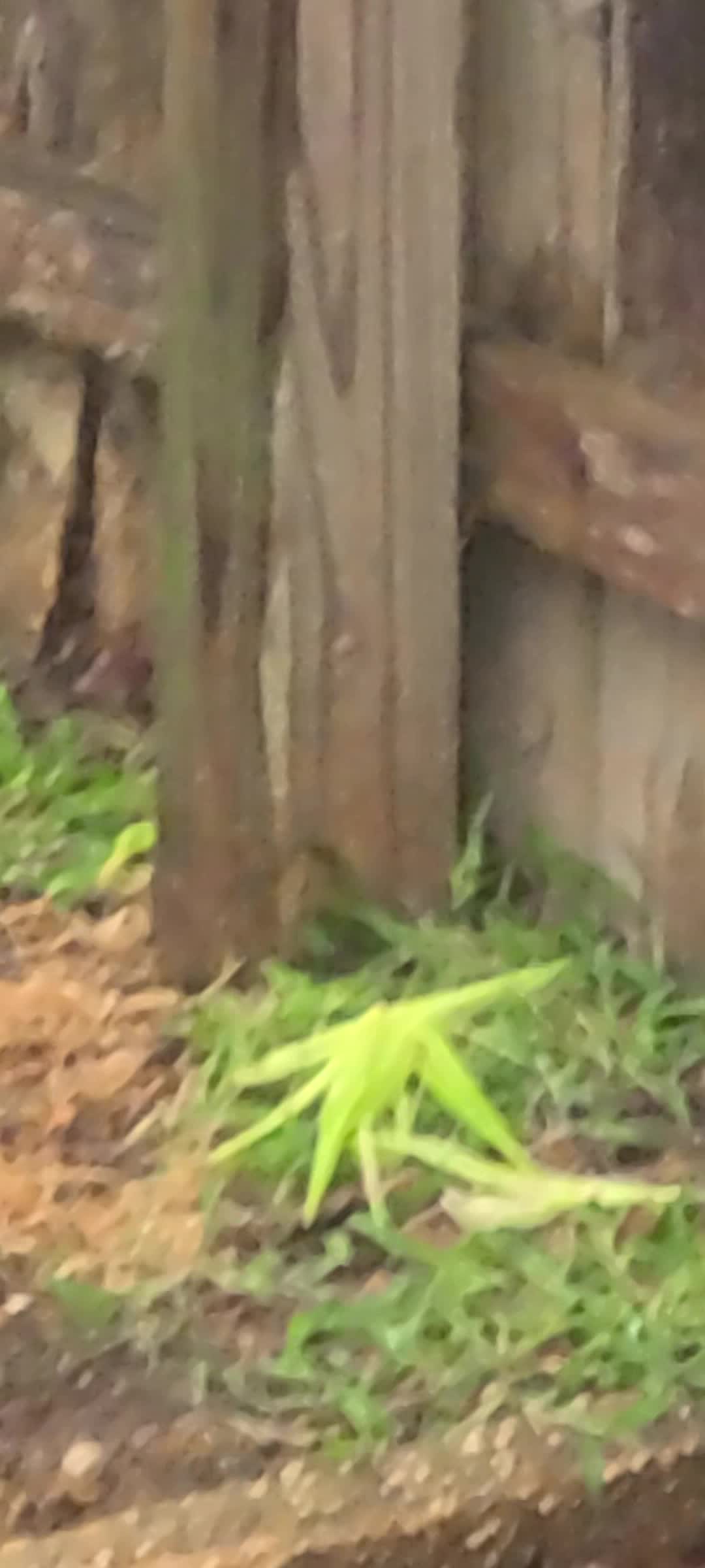 FINALLY CAUGHT THE CORN STEALER! Squirlock Holmes