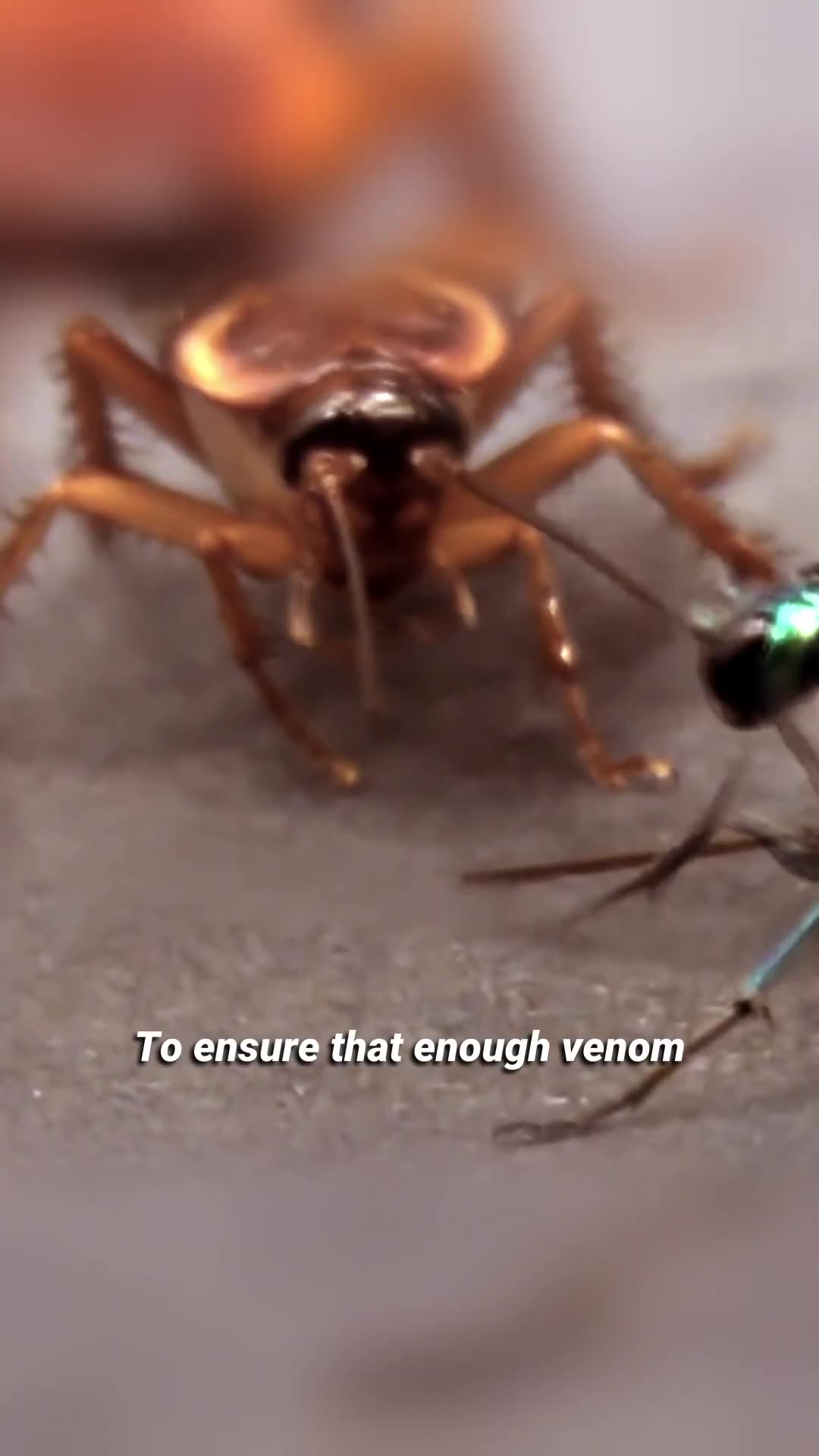 Nature's Horror Show Between Wasp & Cockroach